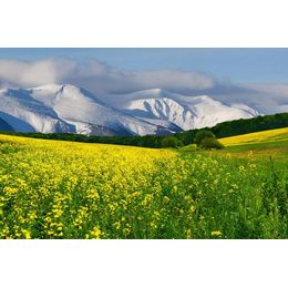 Fototapete papermoon "Blumenwiese", bunt, B:4,5m L:2,8m, Vlies, Tapeten