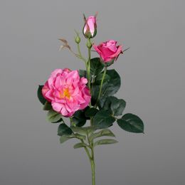 DPI Kunstblume Rosenzweig