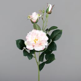 DPI Kunstblume Rosenzweig