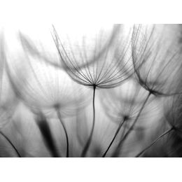 Fototapete papermoon "Blumen Schwarz & Wei&szlig;", schwarz (schwarz, wei&szlig;), B:5m L:2,8m, Vlies, Tapeten