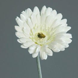 DPI Kunstblume Gerbera