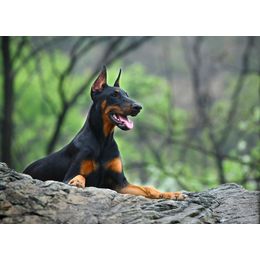 Fototapete papermoon "Hund in Natur", bunt, B:4,5m L:2,8m, Vlies, Tapeten