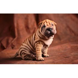 Fototapete papermoon "BULLDOG-TIERE HUND BULLDOGE HUNDE BLUMEN NATUR WANDDEKO", bunt, B:3,5m L:2,6m, Vlies, Tapeten