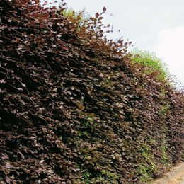 Blutbuche 'Purpurea' Im 5 Liter Container, 80 - 100 cm Liefergr&ouml;&szlig;e: 80 - 100 cm