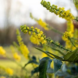 Schmuck-Mahonie, 3 - 5 Liter, 30 - 40 cm Liefergr&ouml;&szlig;e: 30 - 40 cm