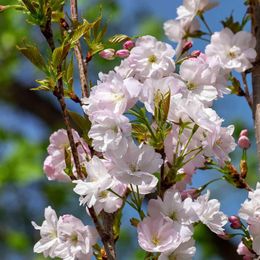S&auml;ulen-Zierkirsche 'Amanogawa', 10 Liter, 100 - 150 cm Liefergr&ouml;&szlig;e: 100 - 150 cm