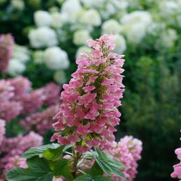 Eichenbl&auml;ttrige Hortensie 'Gatsby Pink ' Liefergr&ouml;&szlig;e: 30 - 40 cm