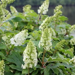 Eichenbl&auml;ttrige Hortensie 'Gatsby Girl' Liefergr&ouml;&szlig;e: 30 - 40 cm