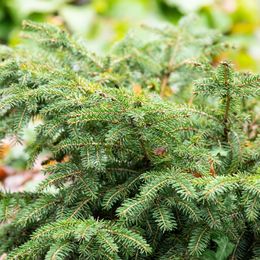 Die Nest-Fichte 'Nidiformis' Liefergr&ouml;&szlig;e: 20-30 cm