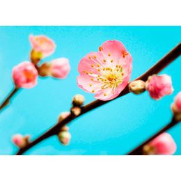 Vliestapete Komar "Peach Blossom", bunt (bunt, rosa, gelb), B:3,5m L:2,5m, Vlies, Tapeten, (Breite x H&ouml;he)