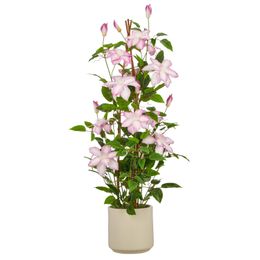 Gasper Kunstblume Clematis