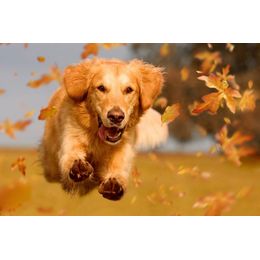 Fototapete papermoon "Hund", bunt, B:4m L:2,6m, Vlies, Tapeten