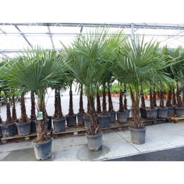 XXL+ Palme winterhart 170 - 190 cm Trachycarpus fortunei, Hanfpalme, Top-Qualit&auml;t