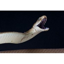 Fototapete papermoon "Schwarze Mamba angreifen", bunt, B:4m L:2,6m, Vlies, Tapeten