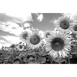 Fototapete papermoon "Sonnenblumen Schwarz & Wei&szlig;", schwarz (schwarz, wei&szlig;), B:4m L:2,6m, Vlies, Tapeten