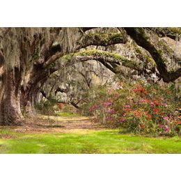 Fototapete papermoon "Live Oak Tunnel", bunt, B:4m L:2,6m, Vlies, Tapeten