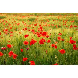 Fototapete papermoon "Field of Poppies", bunt, B:4m L:2,6m, Vlies, Tapeten