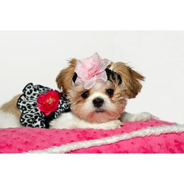 Fototapete papermoon "Hund", bunt, B:4m L:2,6m, Vlies, Tapeten