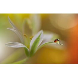 Fototapete papermoon "Zen Wassertropfen mit Blume Makro", bunt, B:4m L:2,6m, Vlies, Tapeten