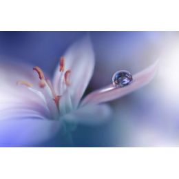 Fototapete papermoon "Zen Wassertropfen mit Blume Makro", bunt, B:4m L:2,6m, Vlies, Tapeten