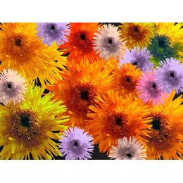 Fototapete papermoon "BLUMEN-COLLAGE-BUNT STRAU&szlig;PFLANZEN ORCHIDEEN FANTASIE", bunt, B:4m L:2,6m, Vlies, Tapeten