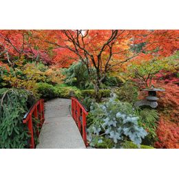 Fototapete papermoon "JAPANISCHER GARTEN HERBST", bunt, B:4m L:2,6m, Vlies, Tapeten
