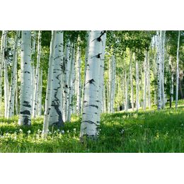 Fototapete papermoon "Birkenwald", bunt, B:4m L:2,6m, Vlies, Tapeten