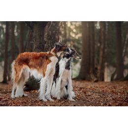 Fototapete papermoon "BARSOI-HUND Tier-Portrait, langhaariger Welpe", bunt, B:4m L:2,6m, Vlies, Tapeten