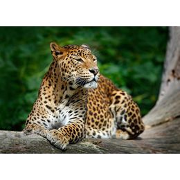 Fototapete papermoon "Leopard", bunt, B:4m L:2,6m, Vlies, Tapeten