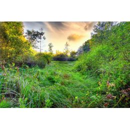 Fototapete papermoon "Gr&uuml;ne Wiese", bunt, B:4m L:2,6m, Vlies, Tapeten
