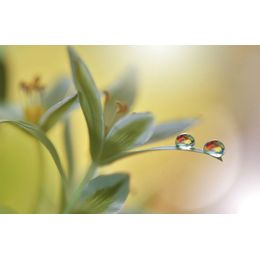 Fototapete papermoon "Zen Wassertropfen mit Blume Makro", bunt, B:4m L:2,6m, Vlies, Tapeten