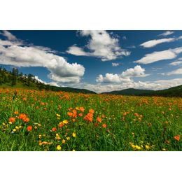 Fototapete papermoon "BLUMEN-WIESE-TROLLBLUMEN GEBIRGE WALD FELD WOLKEN SONNE", bunt, B:4,5m L:2,8m, Vlies, Tapeten