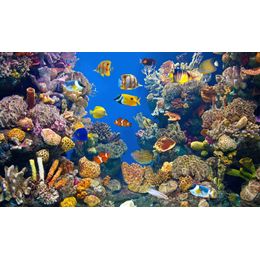 Fototapete papermoon "UNTERWASSER-WELT-FISCHE KORALLE SEE MEER TIERE OZEAN", bunt, B:4m L:2,6m, Vlies, Tapeten
