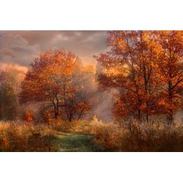 Fototapete papermoon "HERBST-WALD-ROTE EICHEN BAUM NATUR PFLANZE SONNE NEBEL", bunt, B:4m L:2,6m, Vlies, Tapeten