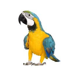 Bilderwelten Wandtattoo Tiere modern selbstklebend Wandaufkleber - Ara - V&ouml;gel Wohnzimmer Schlafzimmer