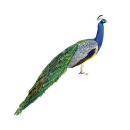 Bilderwelten Wandtattoo Tiere modern selbstklebend Wandaufkleber - No.320 Pfau - V&ouml;gel Wohnzimmer Schlafzimmer