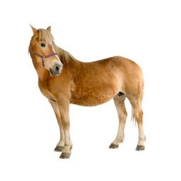 Bilderwelten Wandtattoo Tiere modern selbstklebend Wandaufkleber - No.308 Haflinger - Pferde Kinderzimmer Baby M&auml;dchen Jungen
