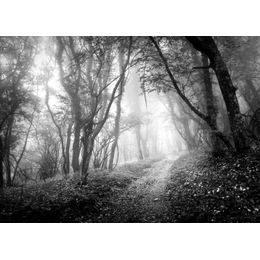 Fototapete papermoon "Wald Schwarz & Wei&szlig;", schwarz (schwarz, wei&szlig;), B:5m L:2,8m, Vlies, Tapeten