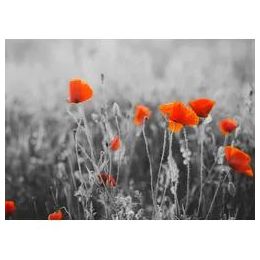 Fototapete papermoon "Red Poppy Flowers", bunt, B:5m L:2,8m, Vlies, Tapeten
