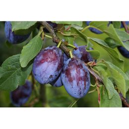 Zwergpflaume &raquo;Imperial&laquo;, im 5 Liter Container, Prunus domestica, winterhart, mehrj&auml;hrig 100217781
