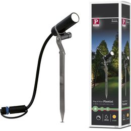 LED Gartenstrahler Paulmann "Plug & Shine", grau (anthrazit), H:22cm T:8cm &Oslash;:2cm, Leuchten, LED Gartenstrahler, LED-Modul, 3000K 24V Anthrazit