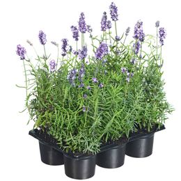 Lavendel blau 6er-Tray