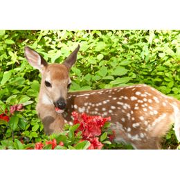 Fototapete papermoon "BABY ROTHIRSCH-KALB TIER ROTWILD WALD BLUMEN NATUR", bunt, B:5m L:2,8m, Vlies, Tapeten