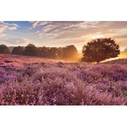 Fototapete papermoon "Blumenwiese mit Baum", bunt, B:4,5m L:2,8m, Vlies, Tapeten
