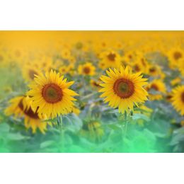 Fototapete papermoon "SONNENBLUMEN-ABSTRAKT DEKOR MUSTER FANTASIE KUNST FELD", bunt, B:3,5m L:2,6m, Vlies, Tapeten