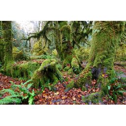 Fototapete papermoon "TROPISCHER WALD-BAUM DSCHUNGEL SONNE WEG PFLANZE FARNE", bunt, B:5m L:2,8m, Vlies, Tapeten