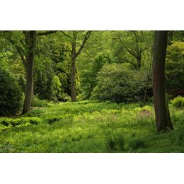 Fototapete papermoon "Wald", bunt, B:5m L:2,8m, Vlies, Tapeten