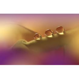 Fototapete papermoon "Zen Wassertropfen mit Blume Makro", bunt, B:3,5m L:2,6m, Vlies, Tapeten