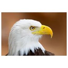 Fototapete papermoon "Adlerportr&auml;t", bunt, B:3,5m L:2,6m, Vlies, Tapeten