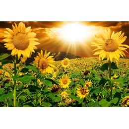Fototapete papermoon "Sonnenblumen", bunt, B:2,5m L:1,86m, Vlies, Tapeten